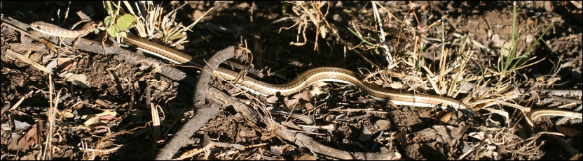 Botswana Other Reptiles Photos